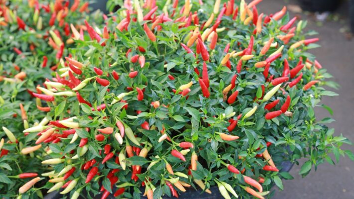 Bird’s Eye Chili – Viridium Tanzania Limited